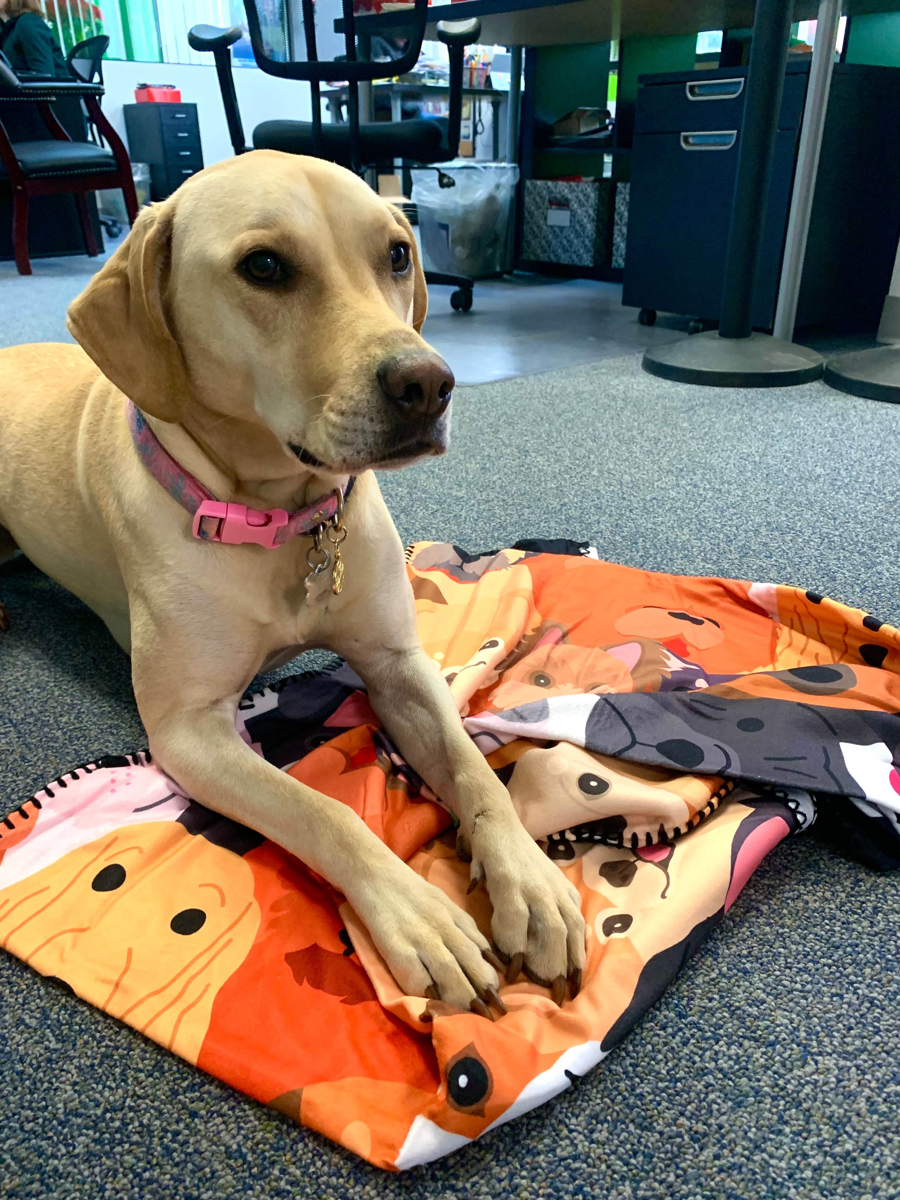 Celebrating Sadie, Chief Morale Officer, in honor of National Brown Do ...